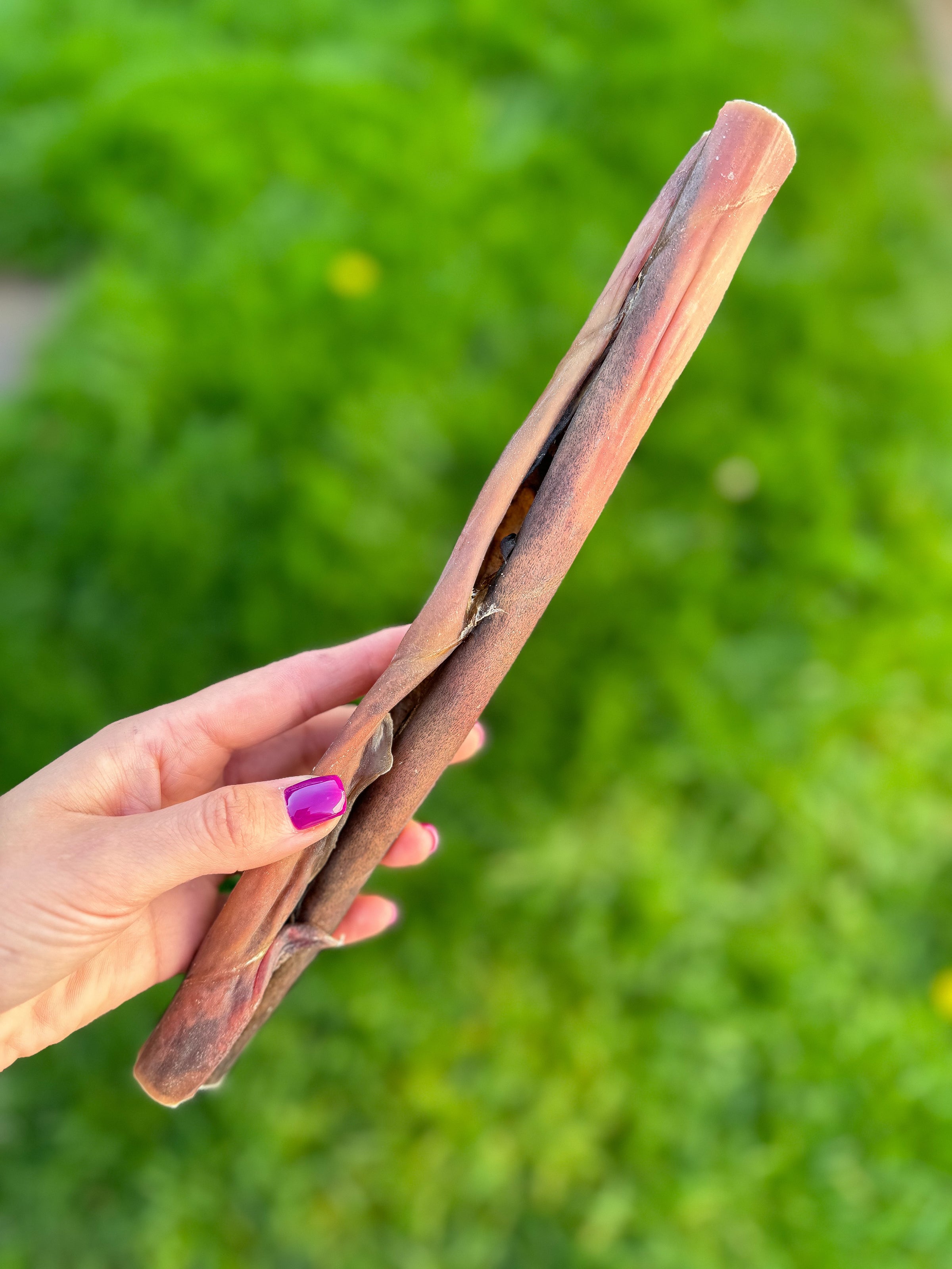 Large Camel Skin Roll 30cm – Natural Dog Chew